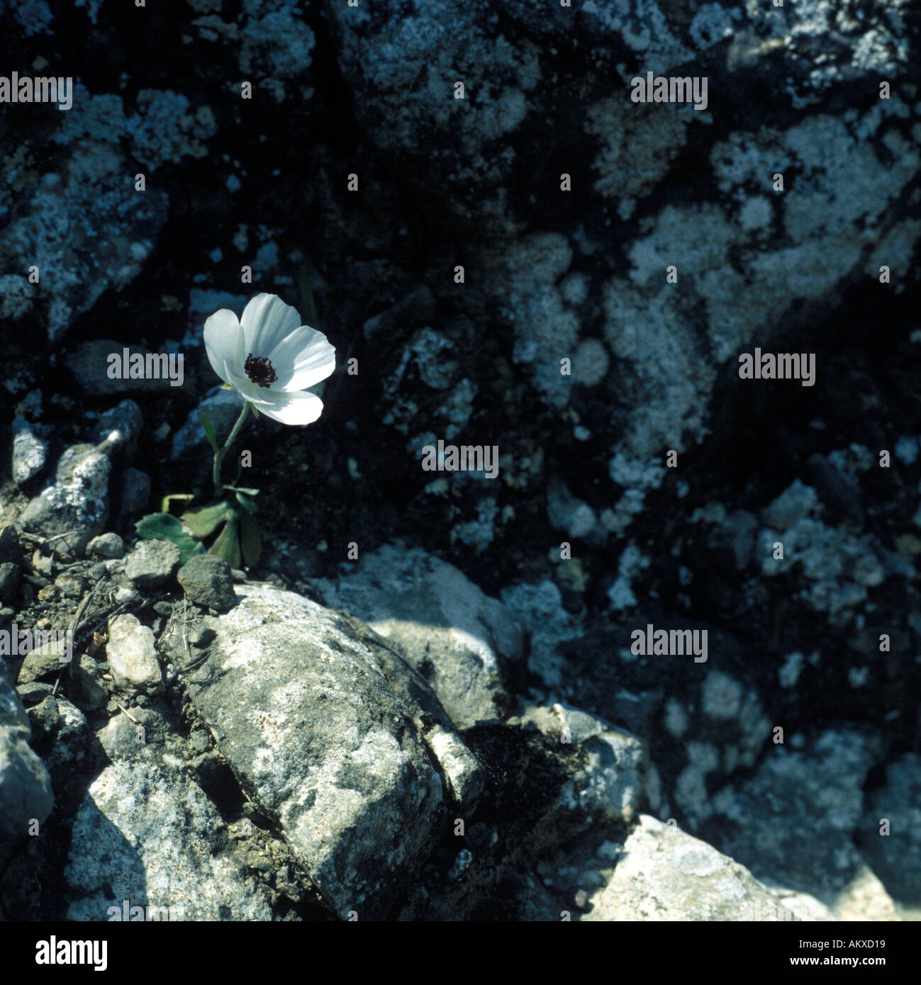 White Cretan Poppy on rock Ayiapharango Kali Limenes Crete Stock Photo ...