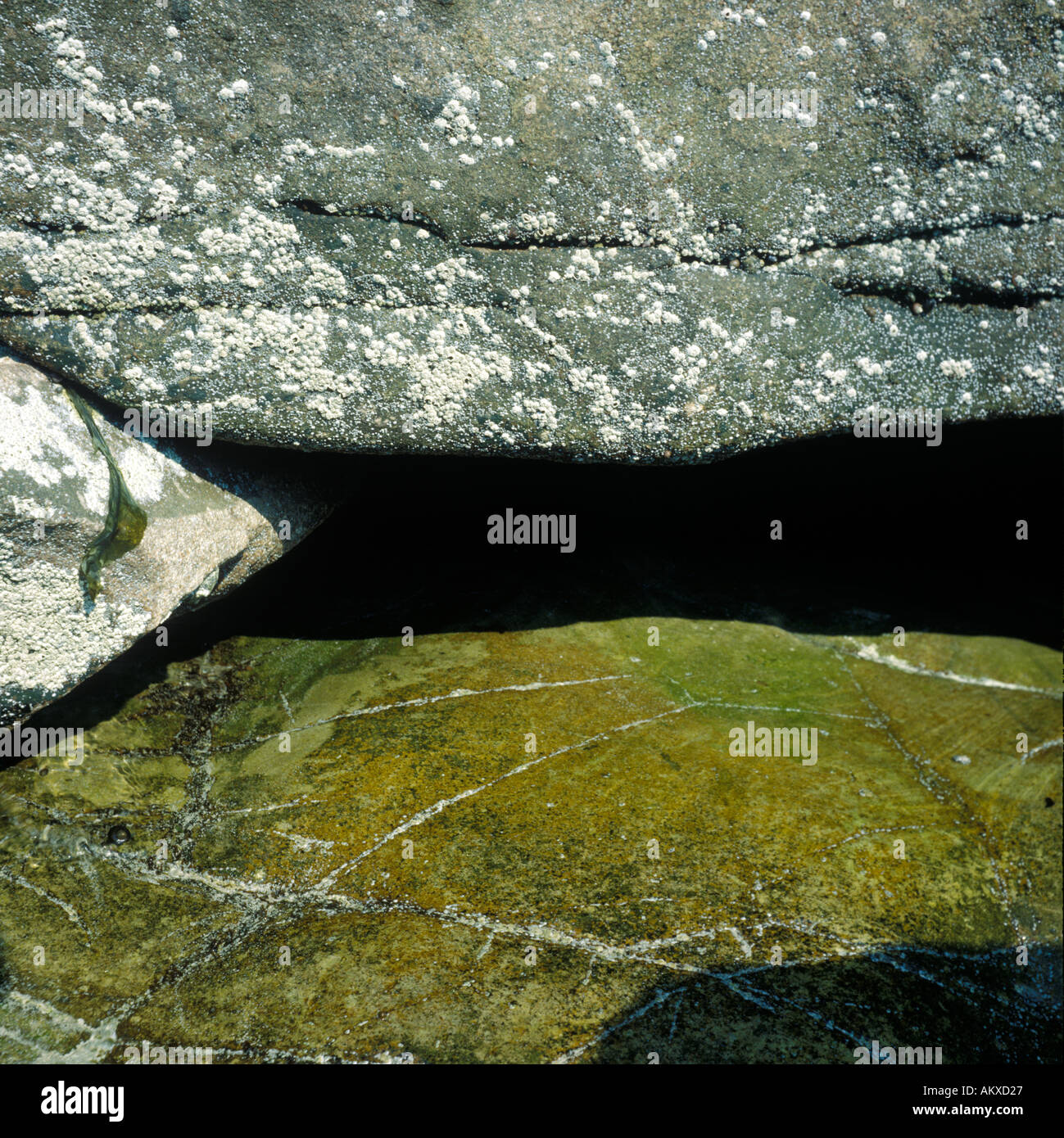 Yellow green and grey symmetrical rock formation in tidal rock pool ...