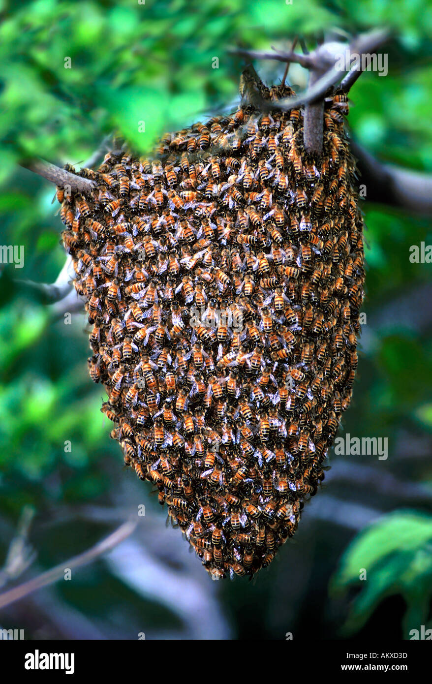 Honey Bee Swarm Stock Photo - Alamy