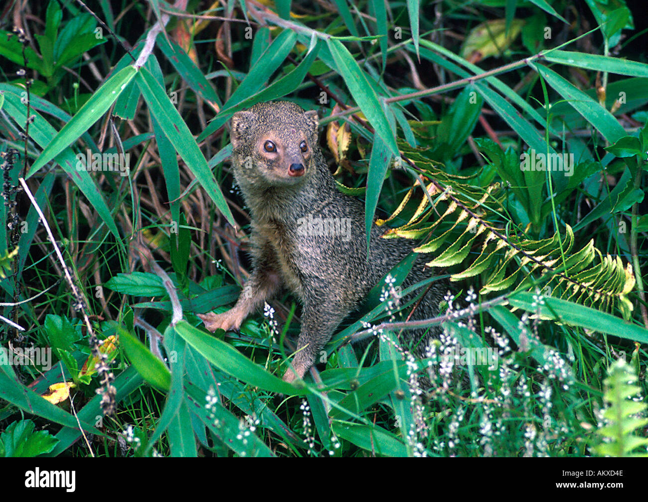 Mongoose jungle hi-res stock photography and images - Alamy