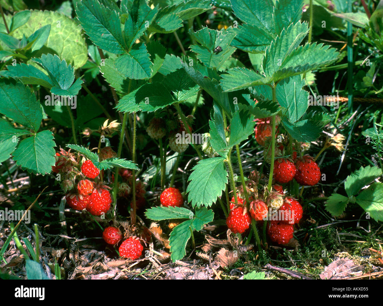Fragaria virginiana hi-res stock photography and images - Alamy