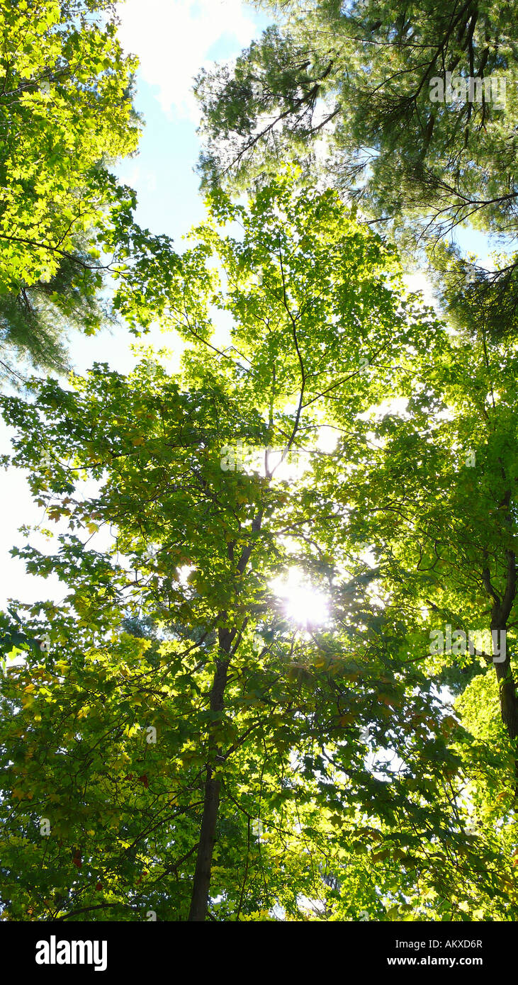 Sunburst breaking through forest trees. Sun ray through trees Stock ...
