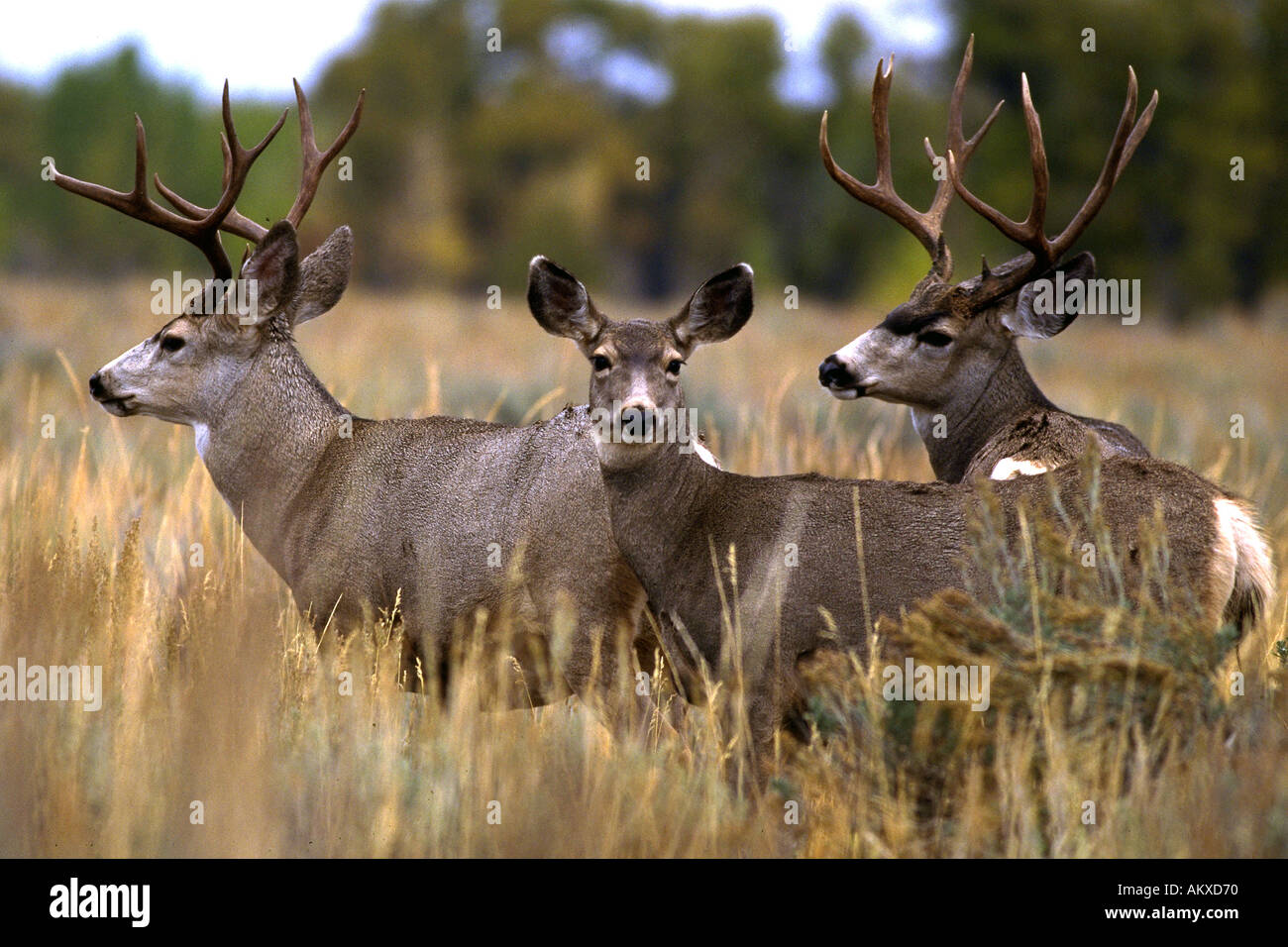 Mule Deer doe and 2 bucks during the rut season in Grand Teton National ...