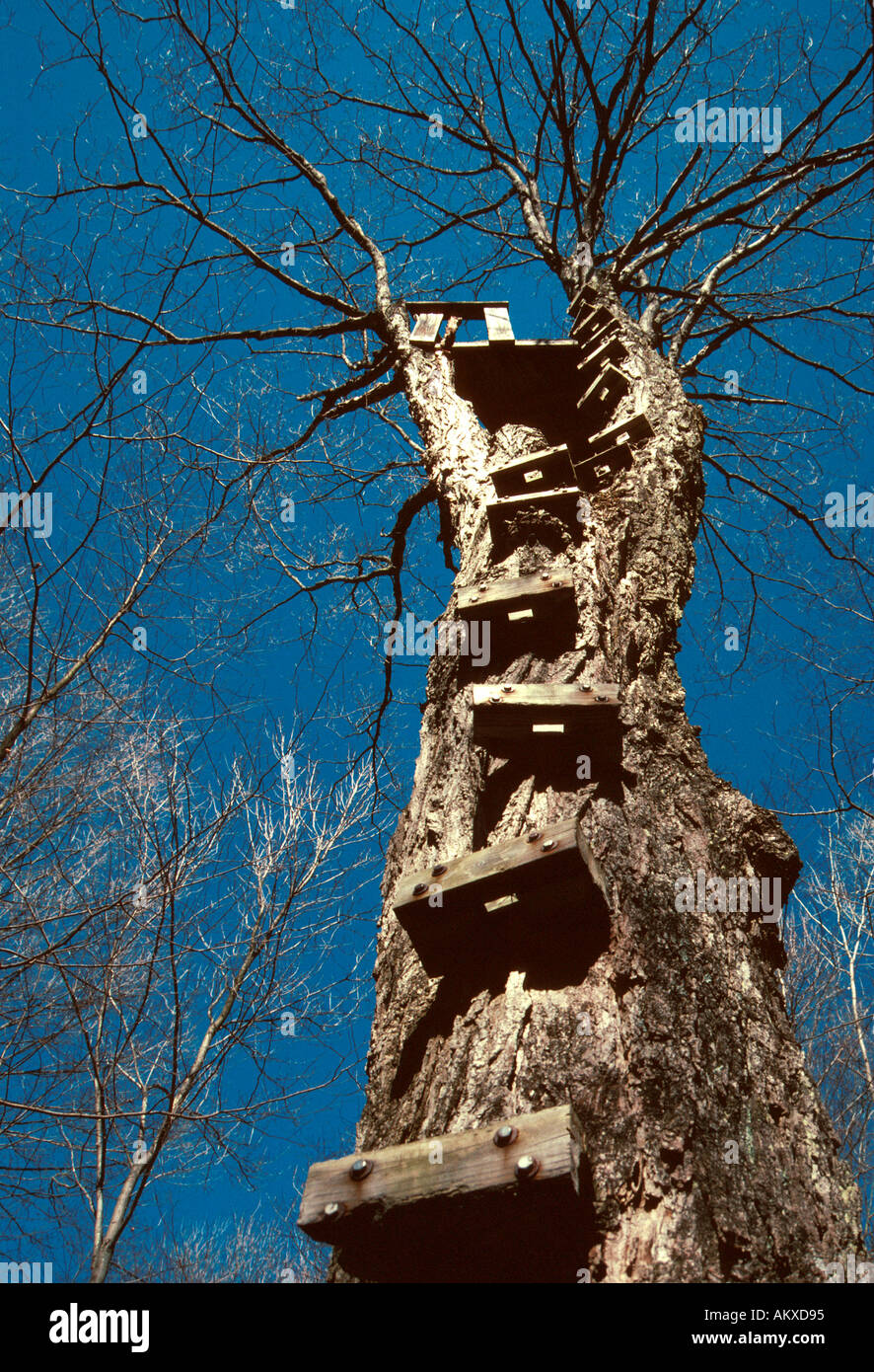 A hunter's lookout site built onto the top of a tree Stock Photo - Alamy