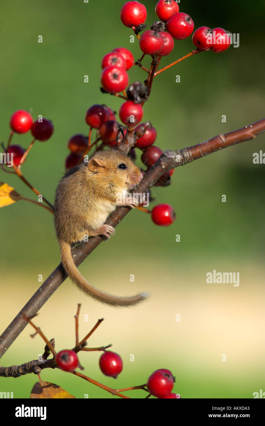 Hazel mouse hi-res stock photography and images - Alamy