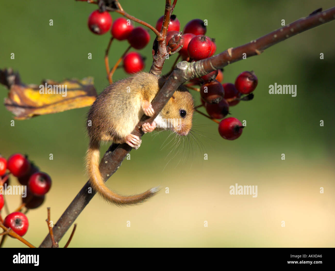Dor mouse hi-res stock photography and images - Alamy