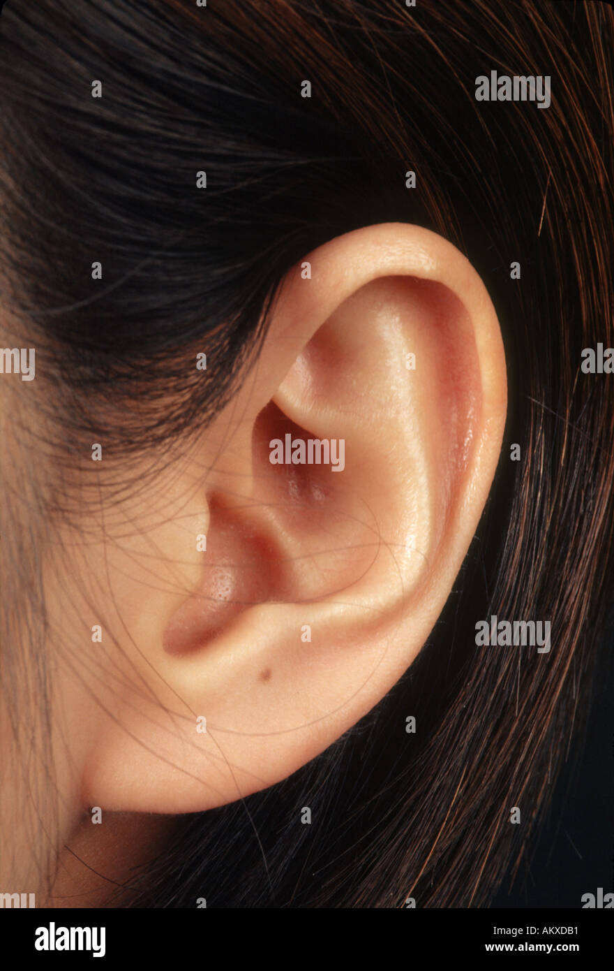 Anatomical detail of a woman s ear Stock Photo - Alamy