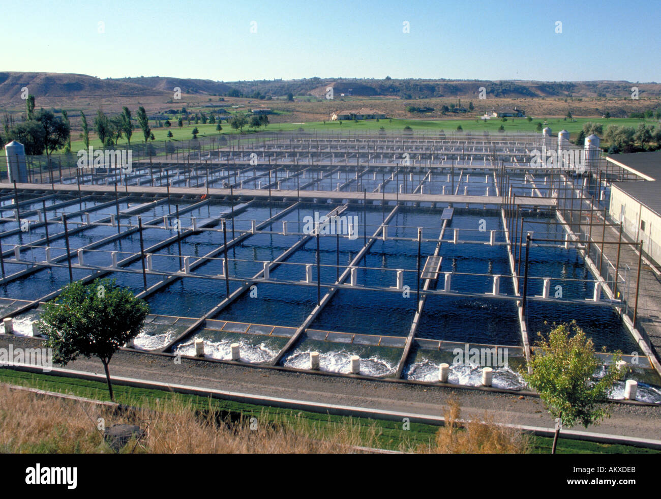 Overview of the rectangular ponds of a fish farming installation in ...