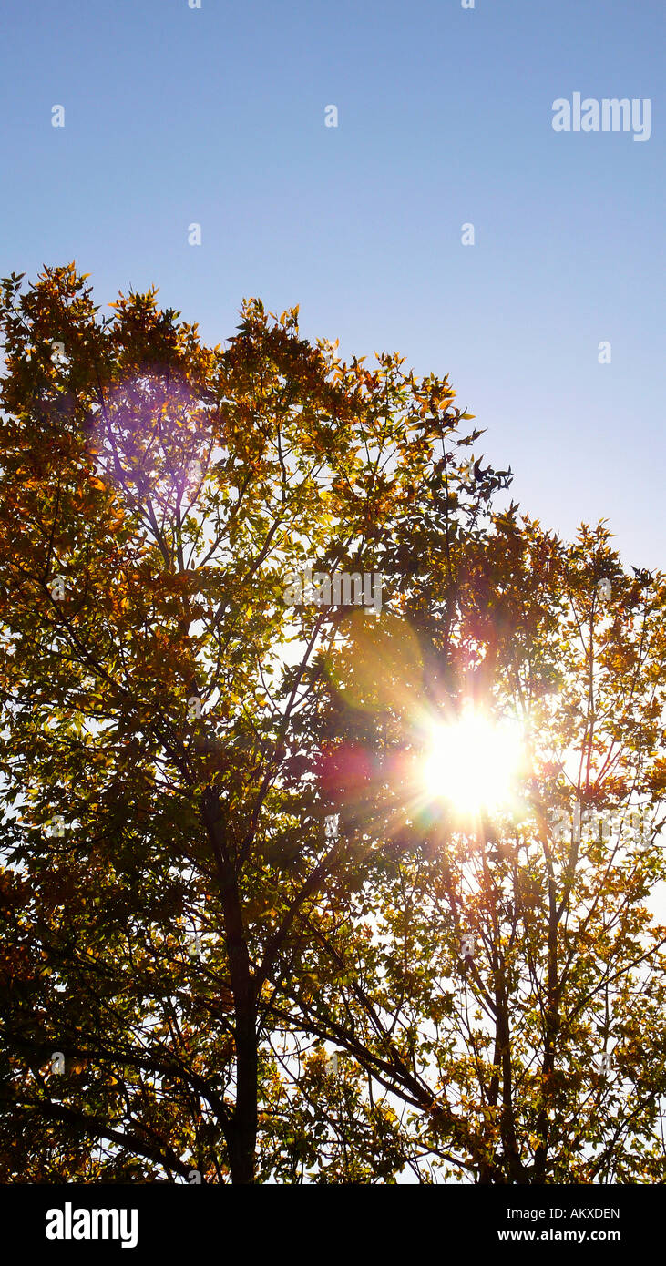 Inspirational sunburst breaking through autumn leaves. Sun ray through ...