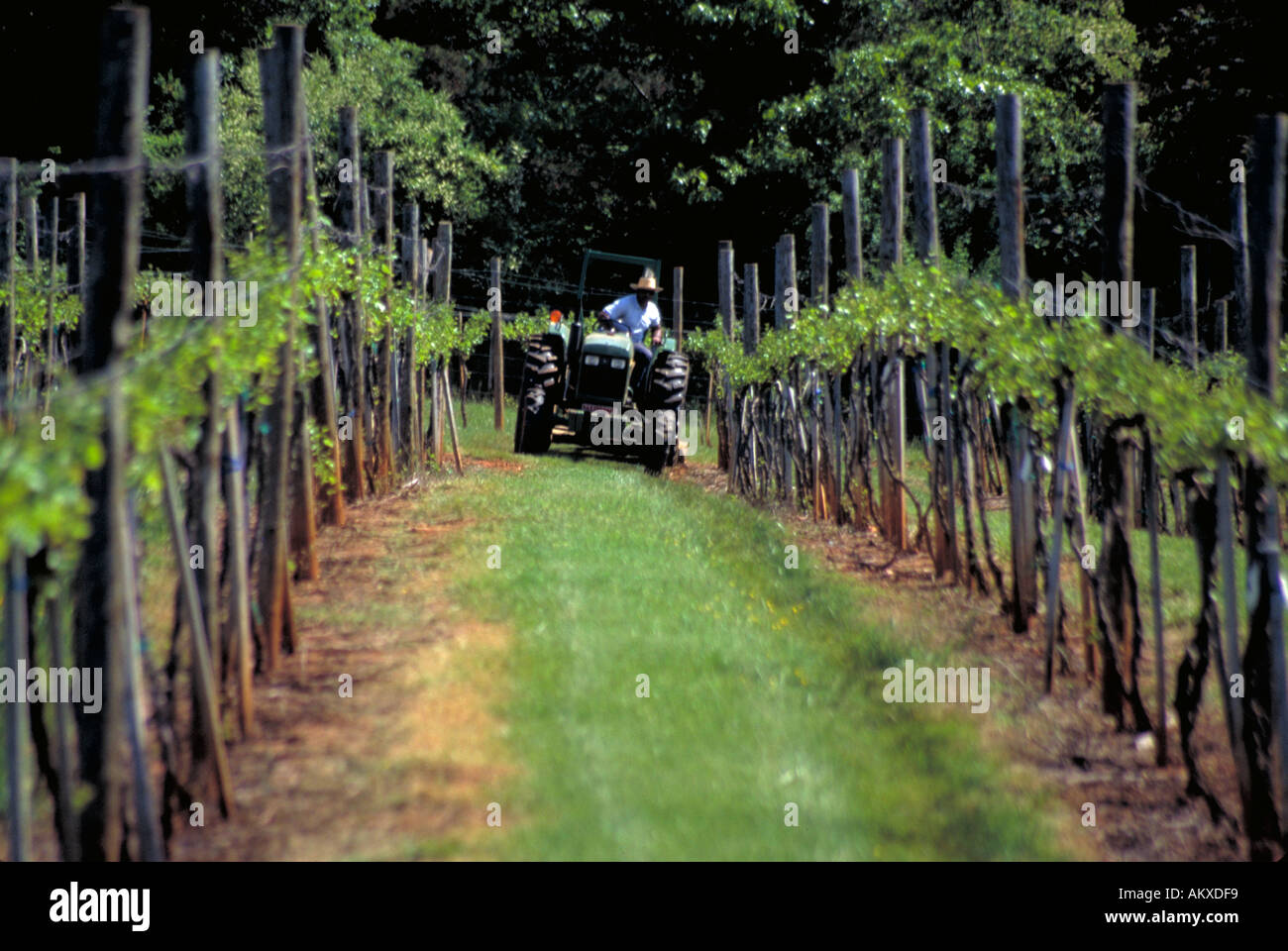 Tractor between vines hi-res stock photography and images - Alamy