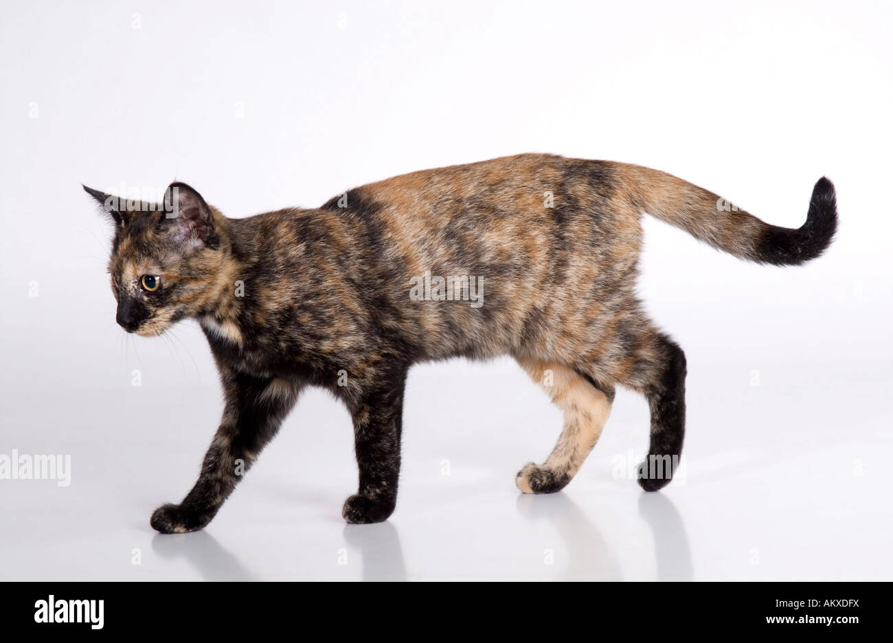 Old cat hi-res stock photography and images - Alamy