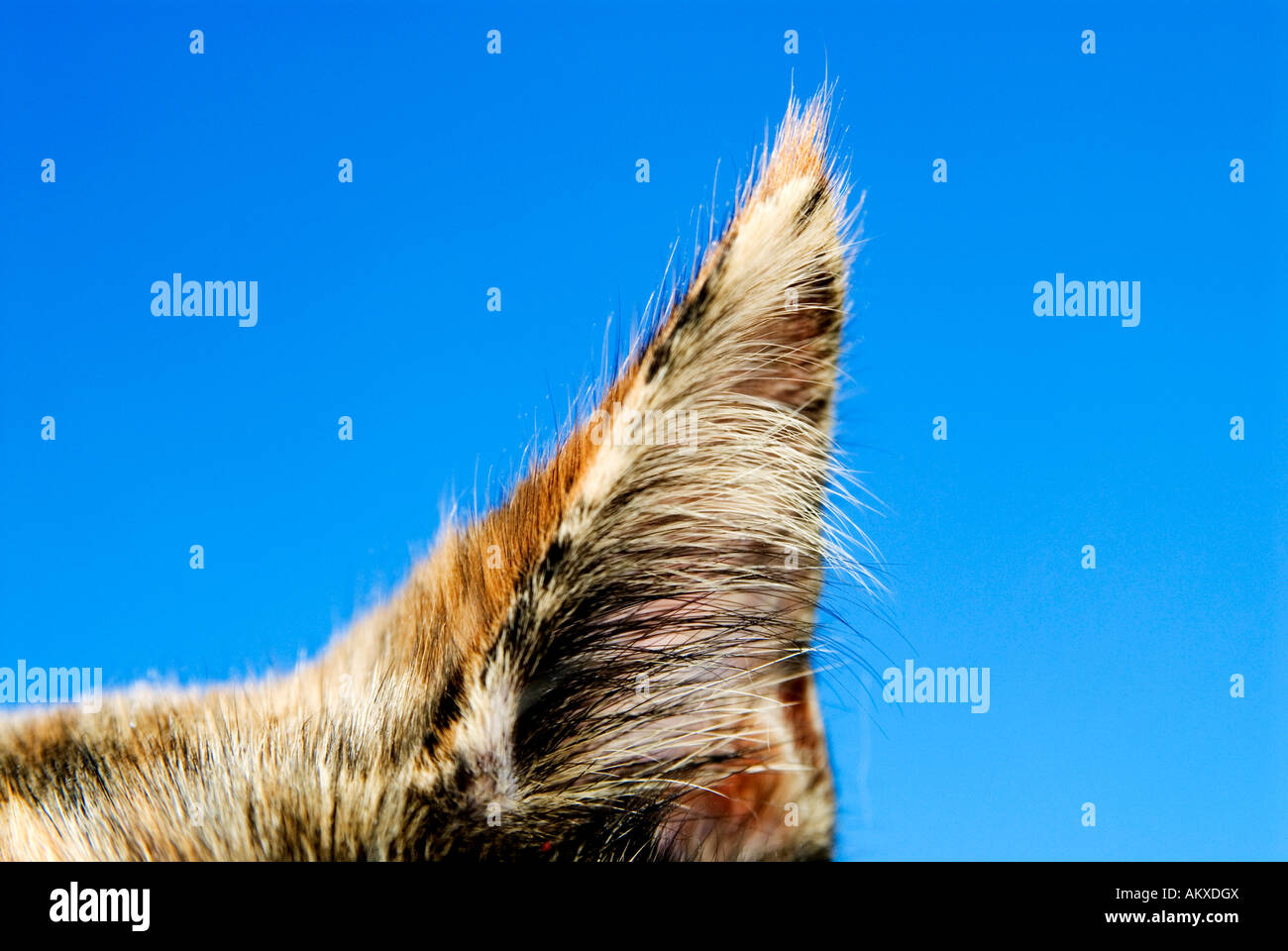 Ear of a cat Stock Photo - Alamy