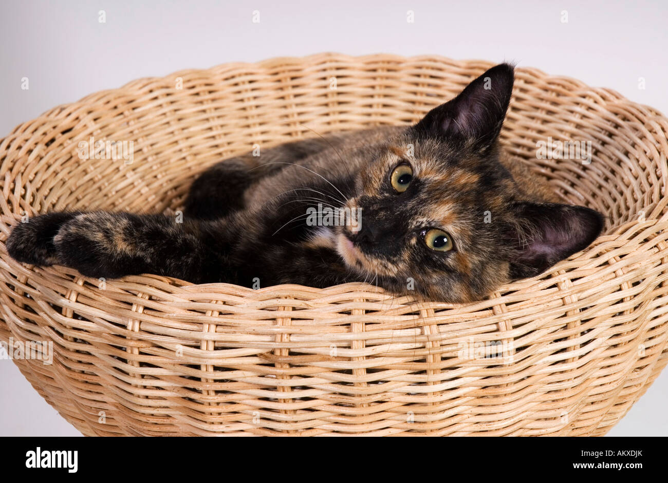 Four cat kittens basket hi-res stock photography and images - Alamy