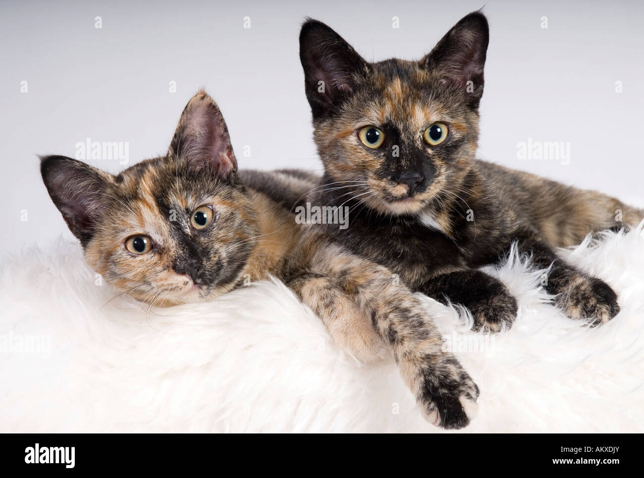 Two four month old cats Stock Photo - Alamy
