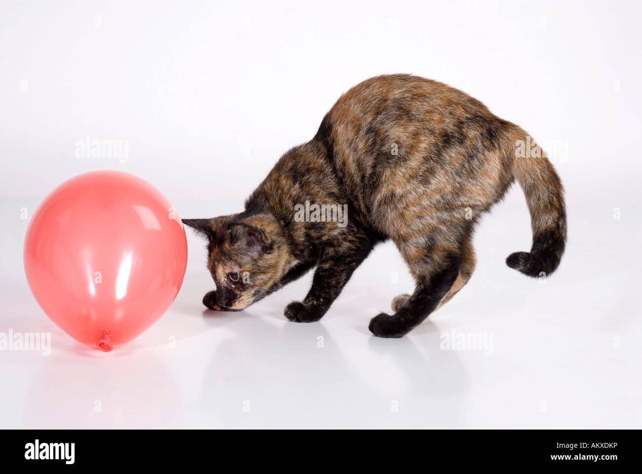 Four month oldcat with balloon Stock Photo - Alamy