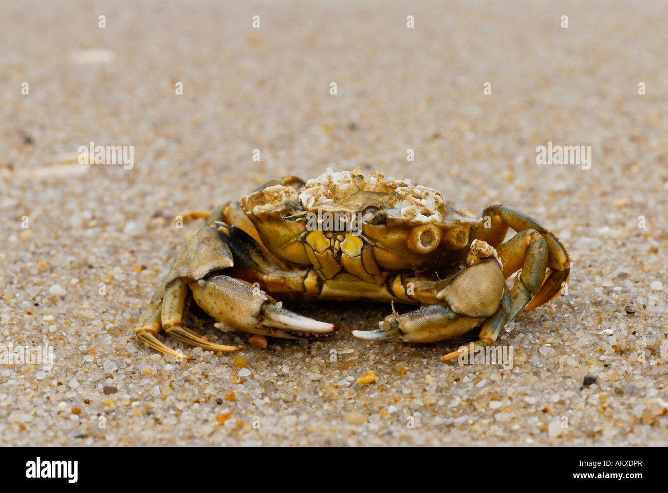 Crab (Carcinus maenas) in the sand, North Sea Stock Photo - Alamy