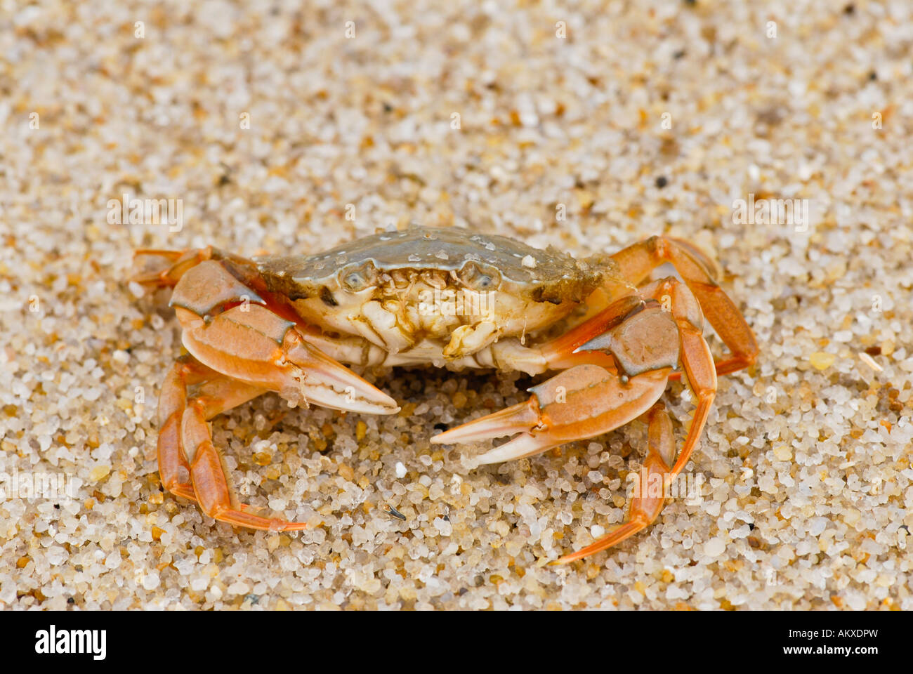 Carcinus maenas in the sand, North Sea Stock Photo - Alamy
