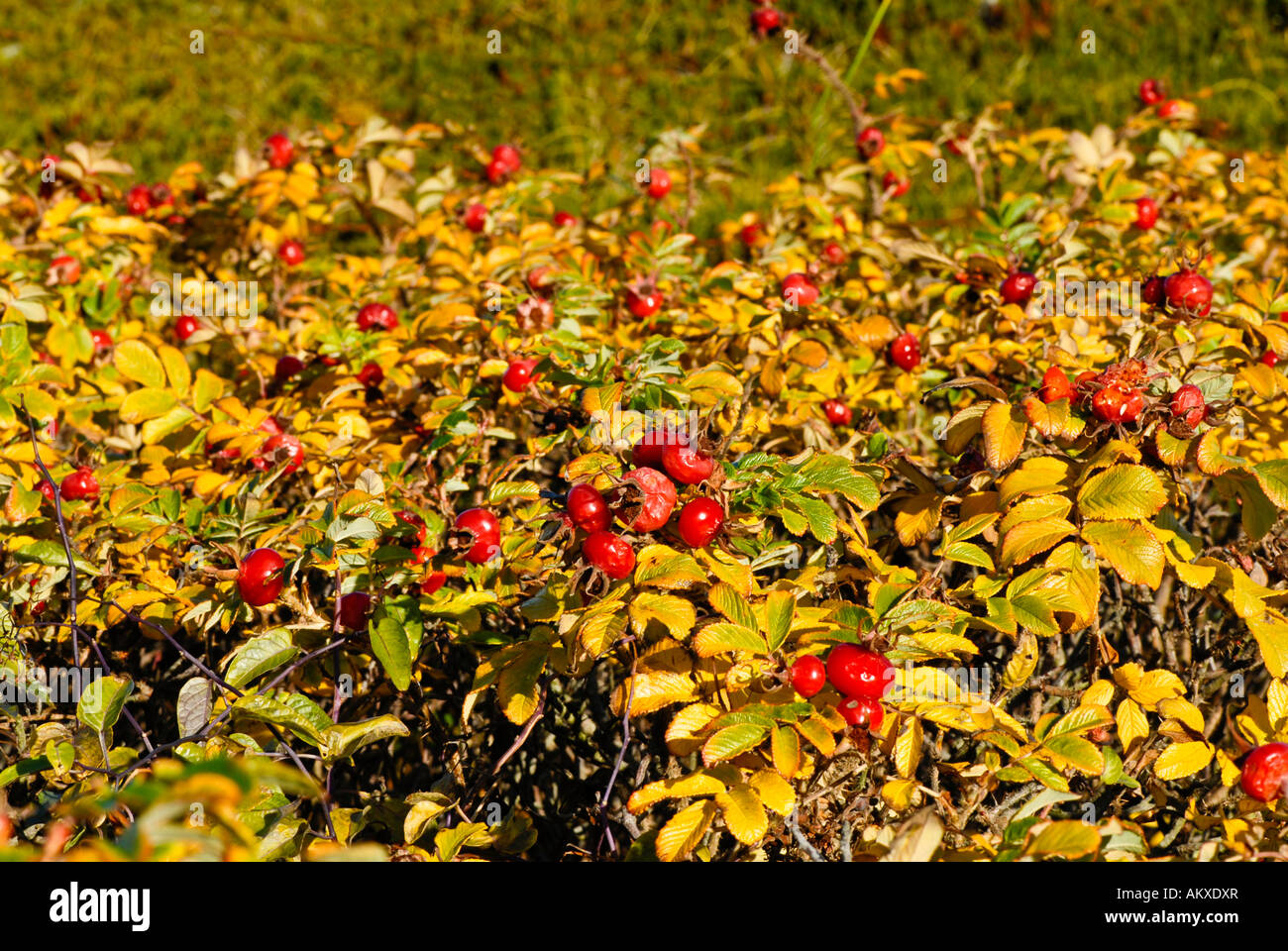 Rose hips of the Rugosa Rose (Rosa rugosa) in autumn Stock Photo - Alamy