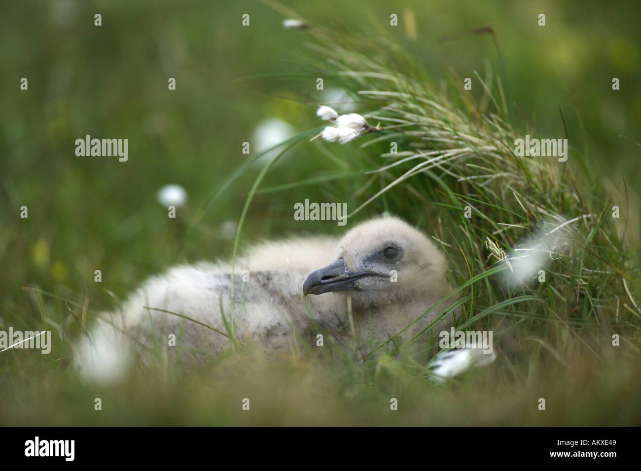 Great Skua Stercorarius skua chick Hermaness Unst Shetland Stock Photo ...