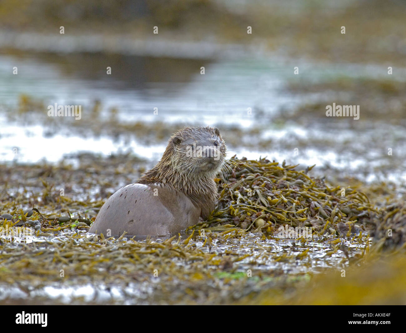 Otter isle of skye hi-res stock photography and images - Alamy Otter isle of skye hi-res stock photography and images - Alamy