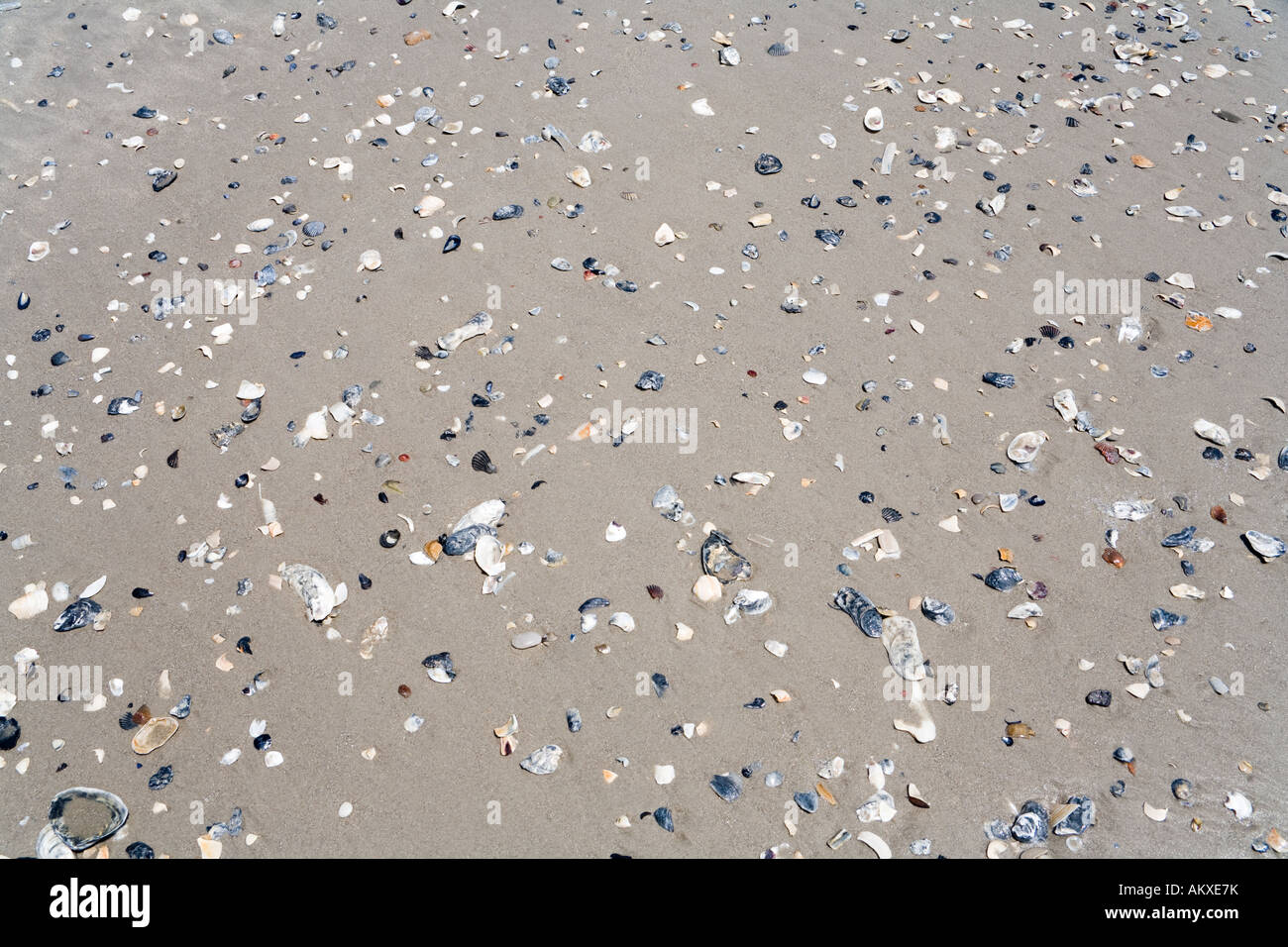 Shells at beach Stock Photo - Alamy