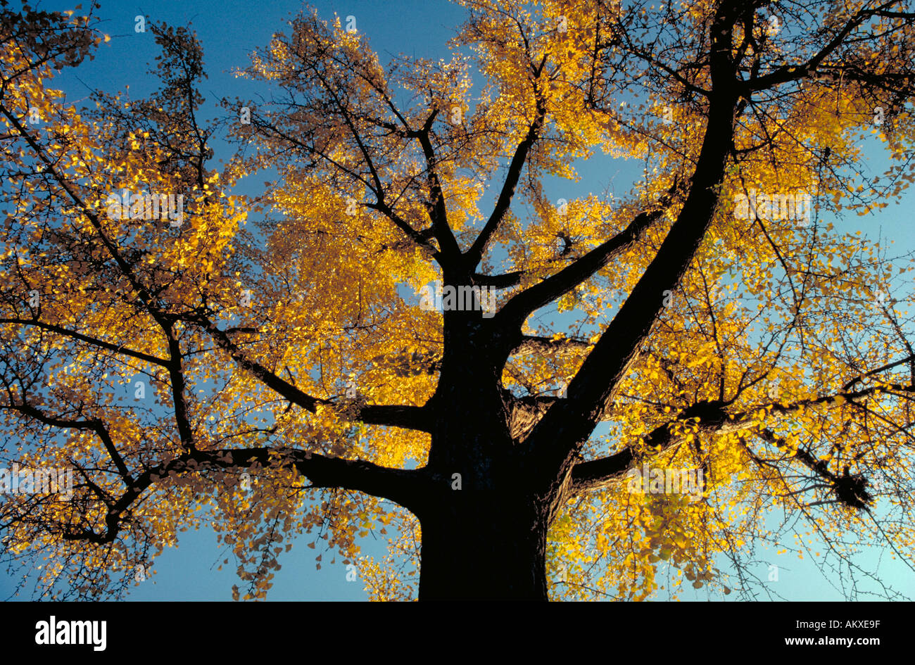 Dark tree limbs hi-res stock photography and images - Alamy