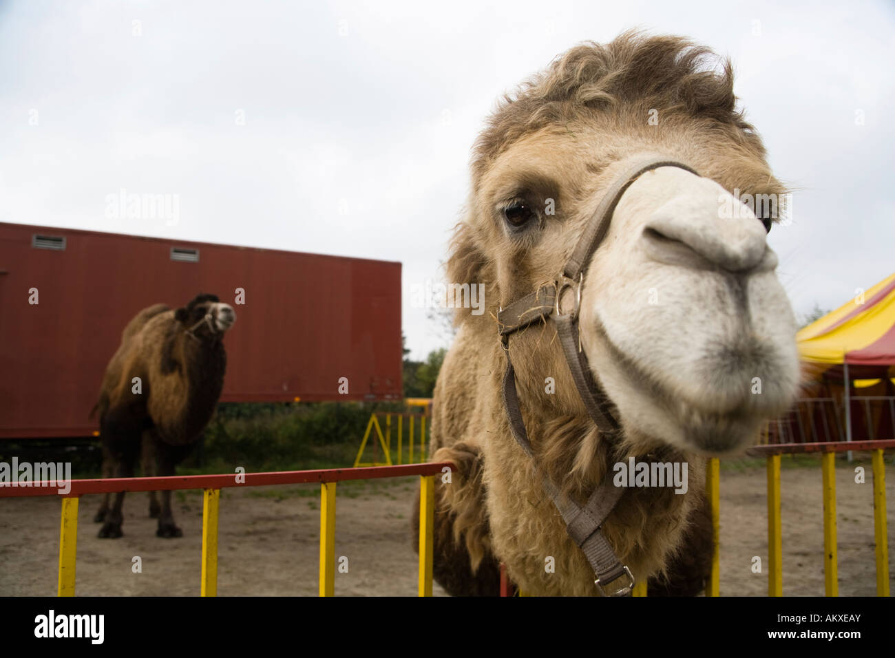 Camels (Camelidae), circus Stock Photo - Alamy