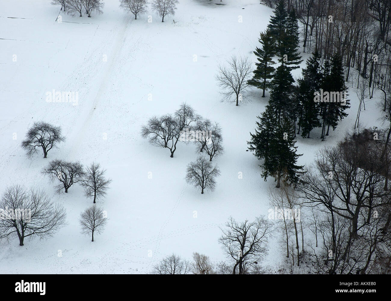 Aerial view of trees in snow Toronto Canada Ontario North America ...