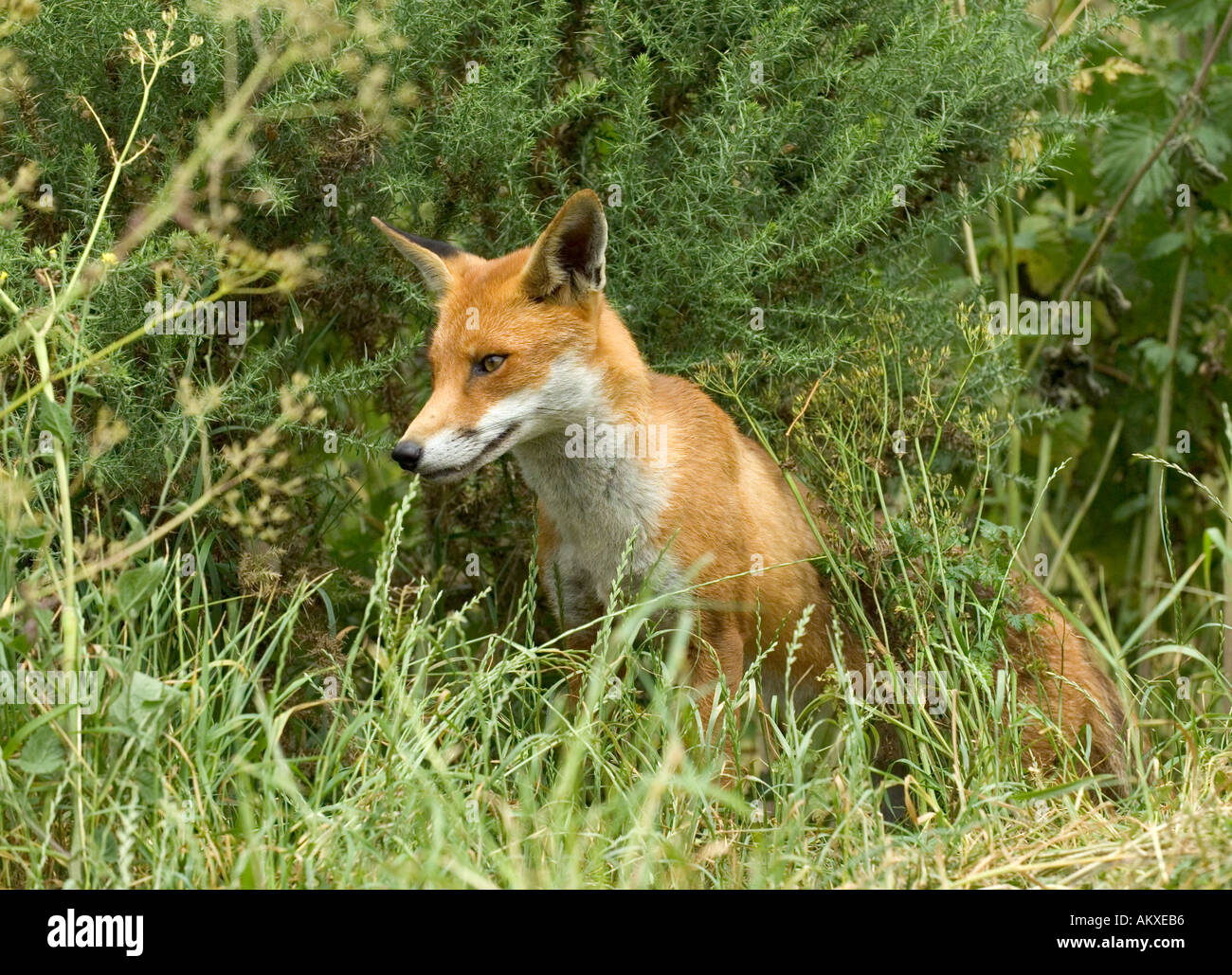 Scottish fox summer hi-res stock photography and images - Alamy