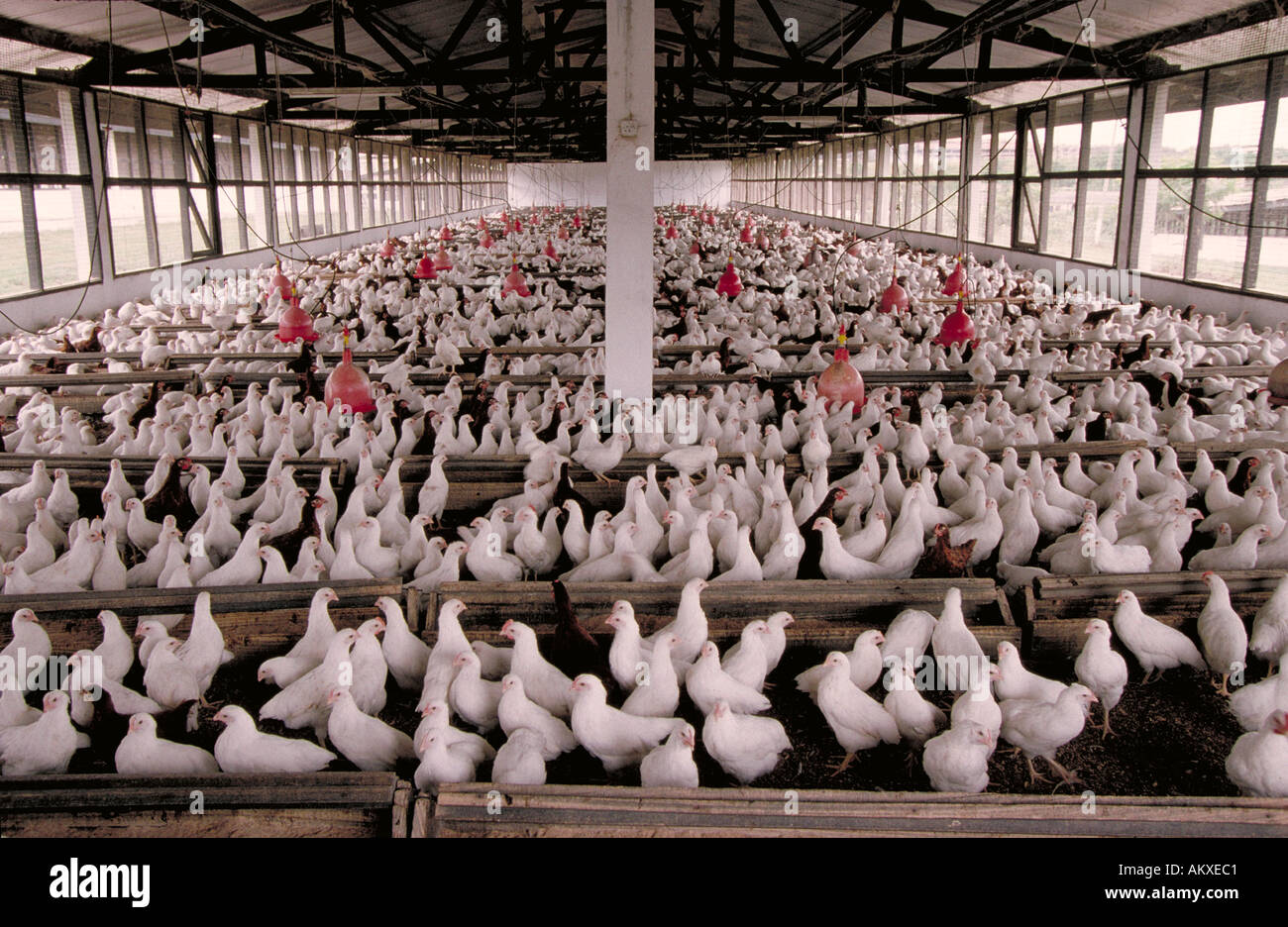 Poultry farms in Kumasi Ghana produce an abundant supply of fresh ...