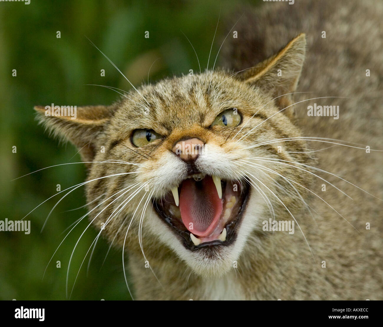 Scottish Wildcat Felis silvestris snarling Scotland Stock Photo - Alamy
