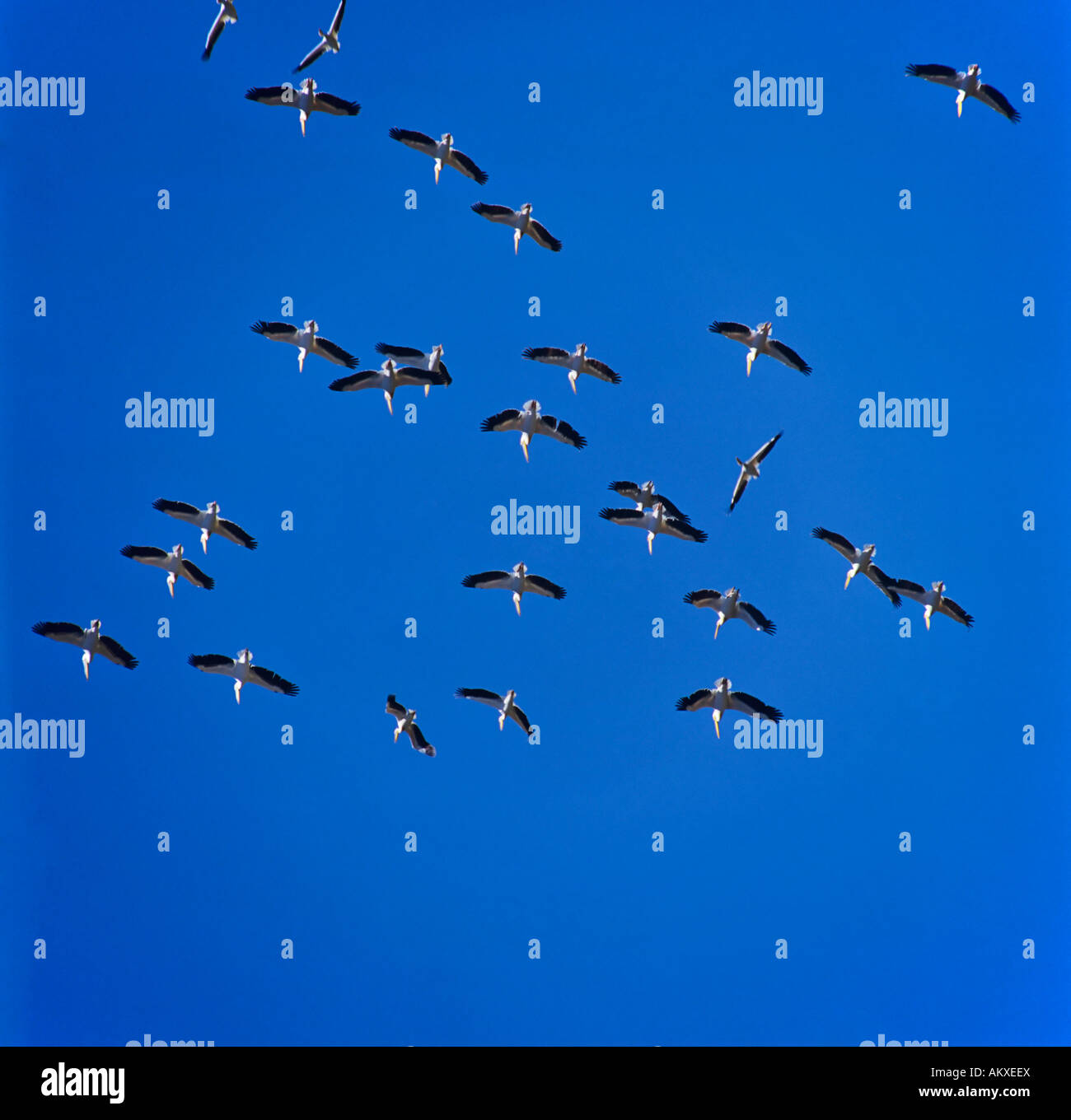 Weisspelikan hi-res stock photography and images - Alamy