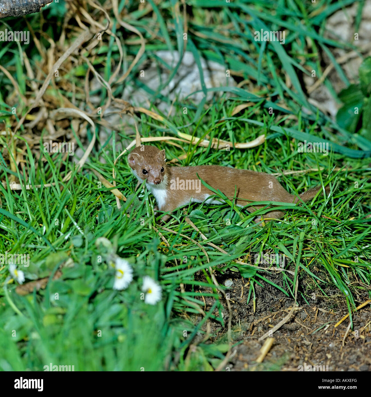 Least weasel, Mustela nivalis, europe, Germany Stock Photo - Alamy