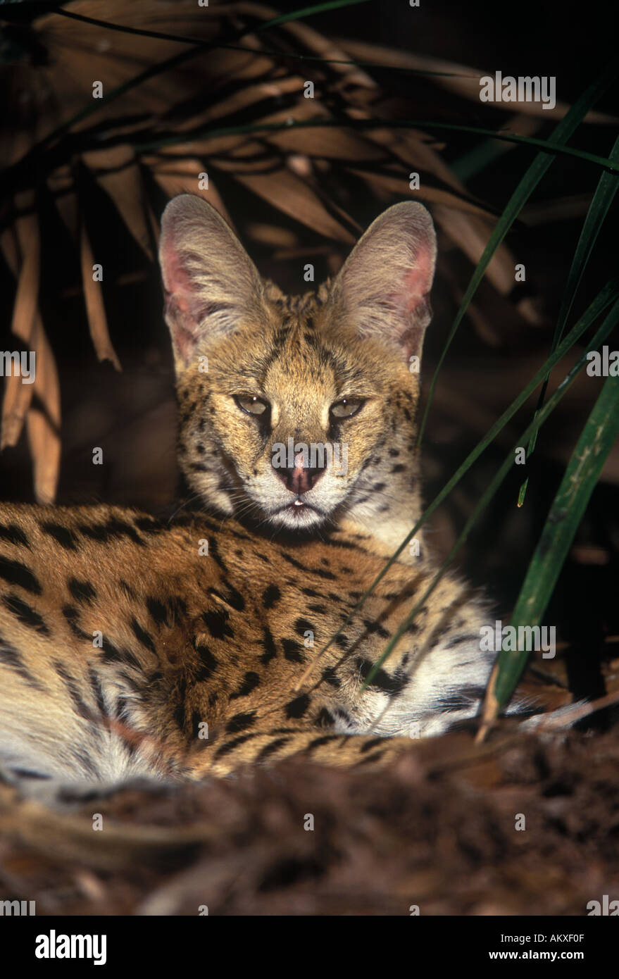 Resting serval hi-res stock photography and images - Alamy