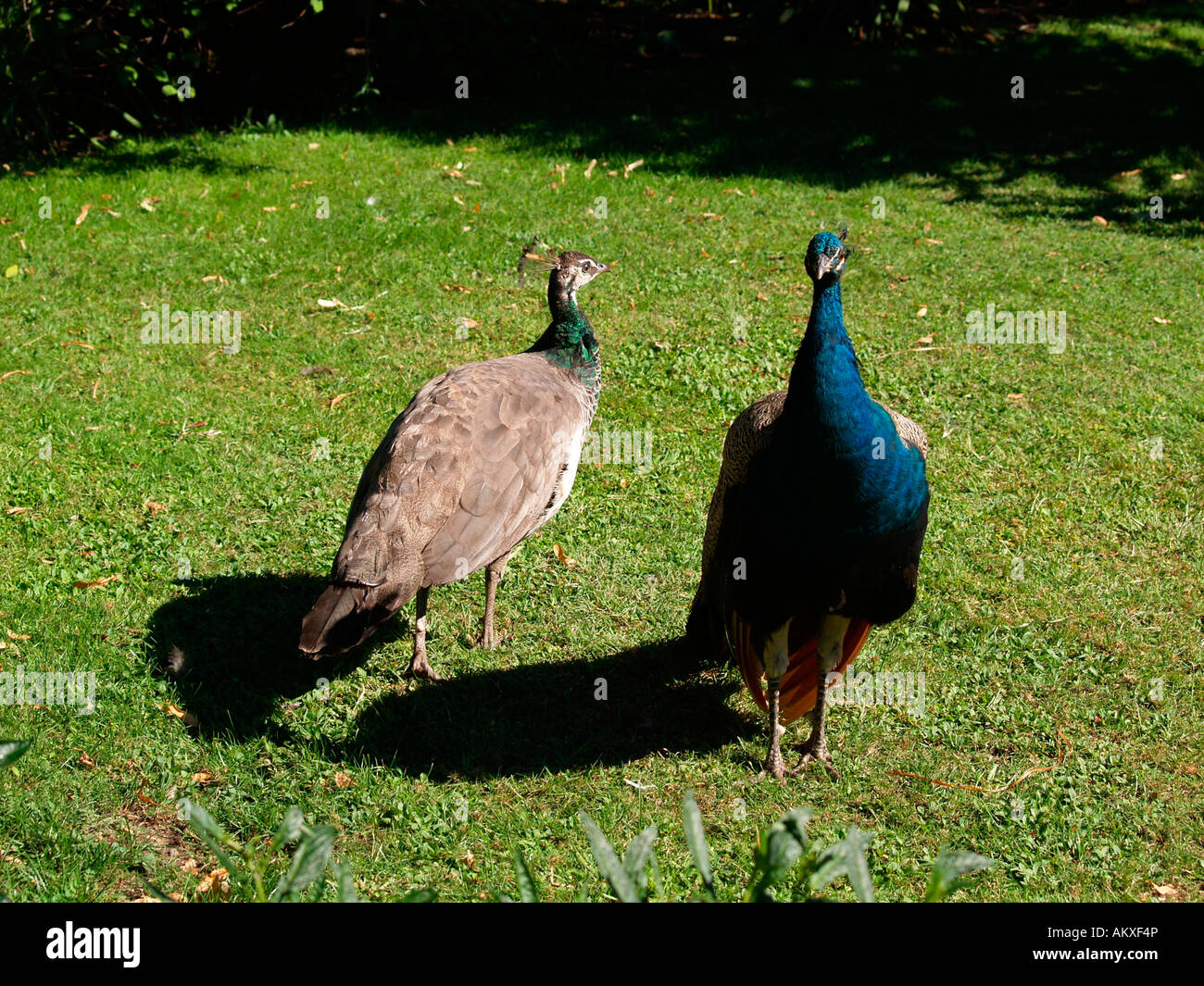 Indian peafowl (Pavo cristatus), male an female Stock Photo - Alamy
