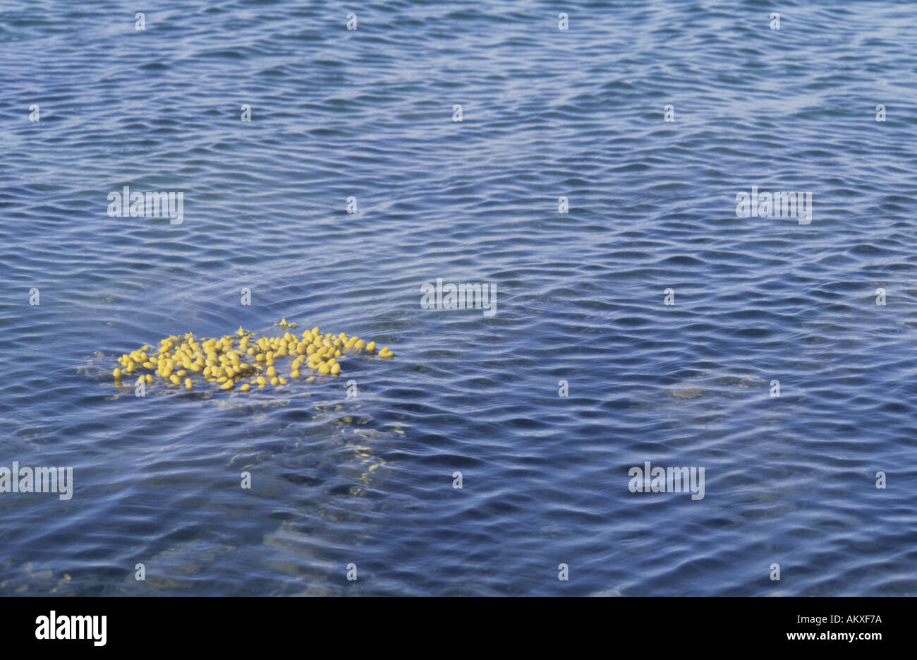 Seagrass in water Stock Photo - Alamy