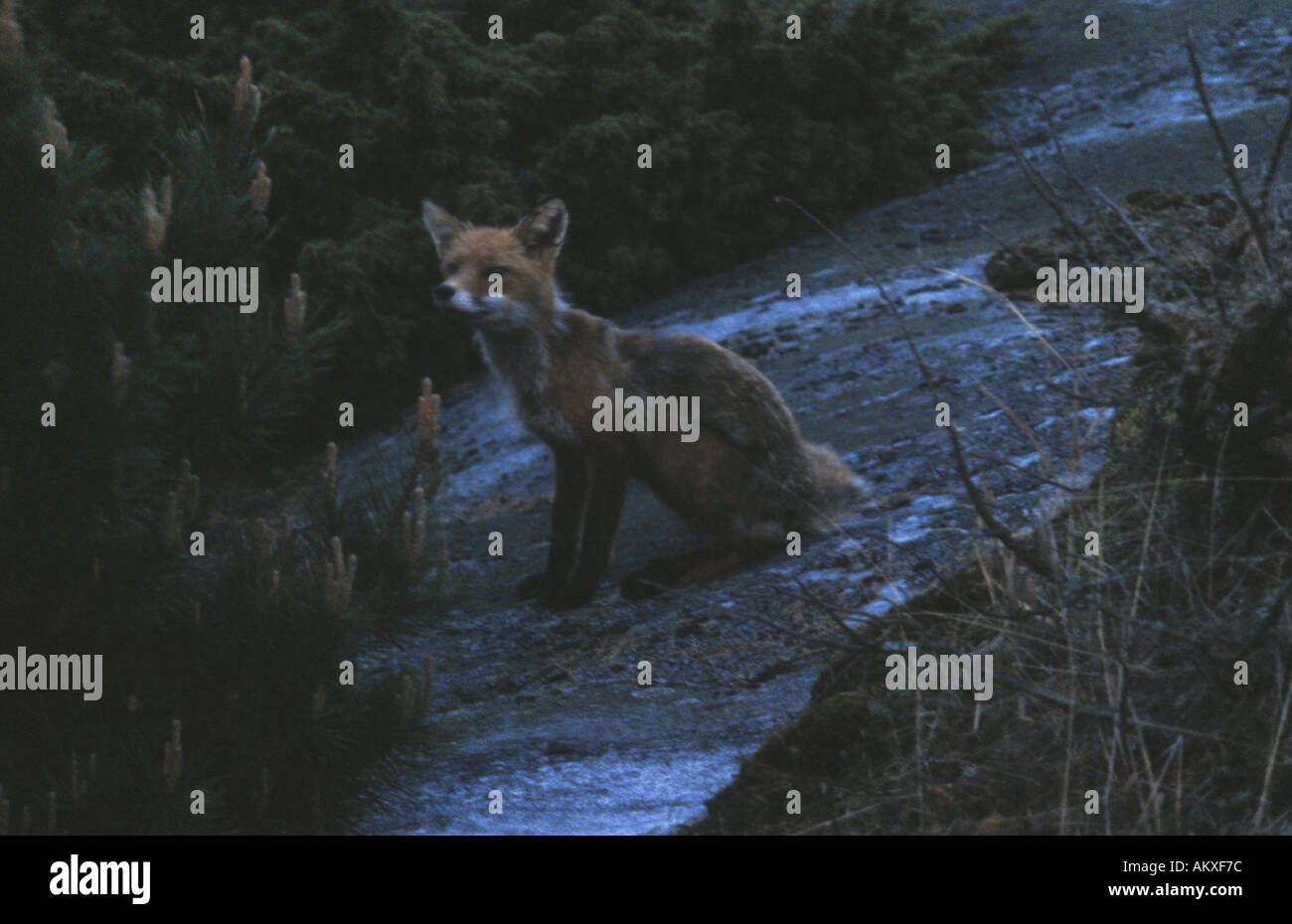Fox in Sweden Stock Photo - Alamy