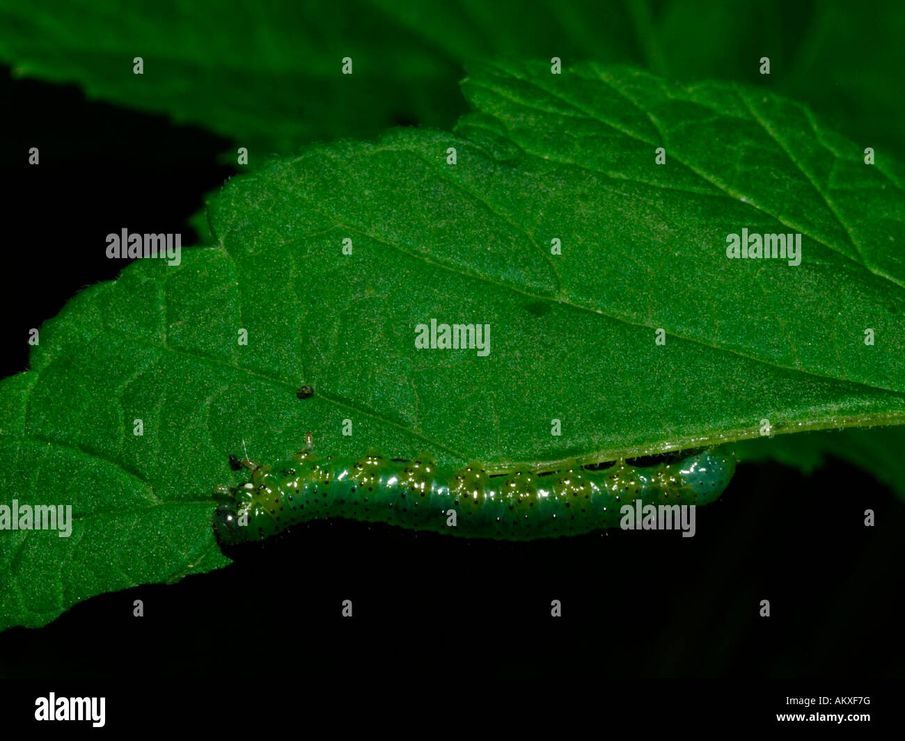 Sawfly larva hi-res stock photography and images - Alamy