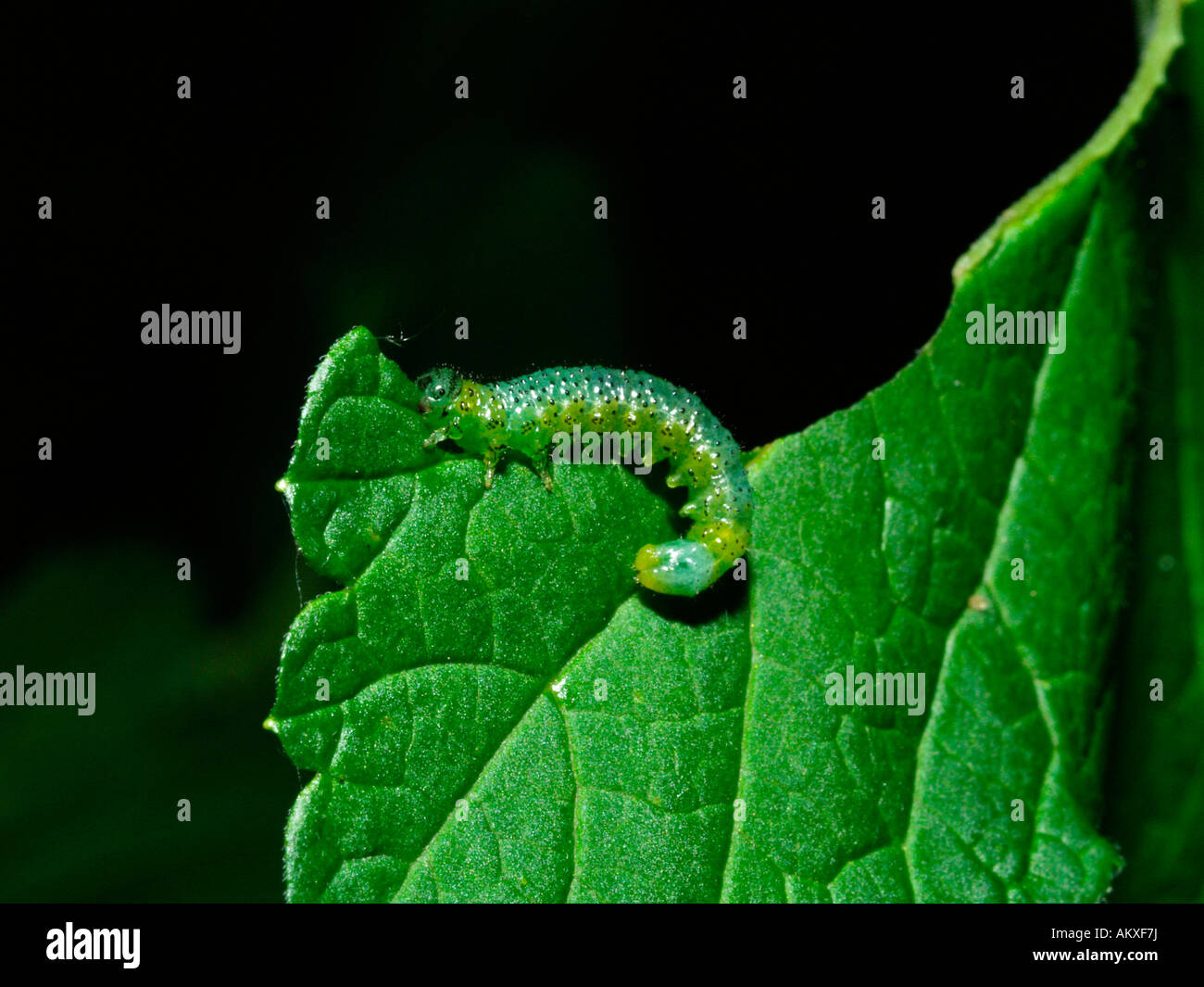 Sawfly larva hi-res stock photography and images - Alamy