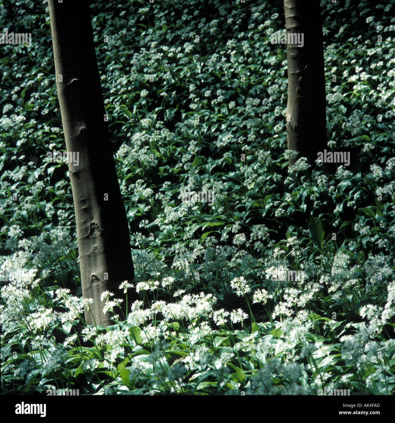 Young sycamore trees and Wood Garlic Ransoms in charcoal burners wood ...