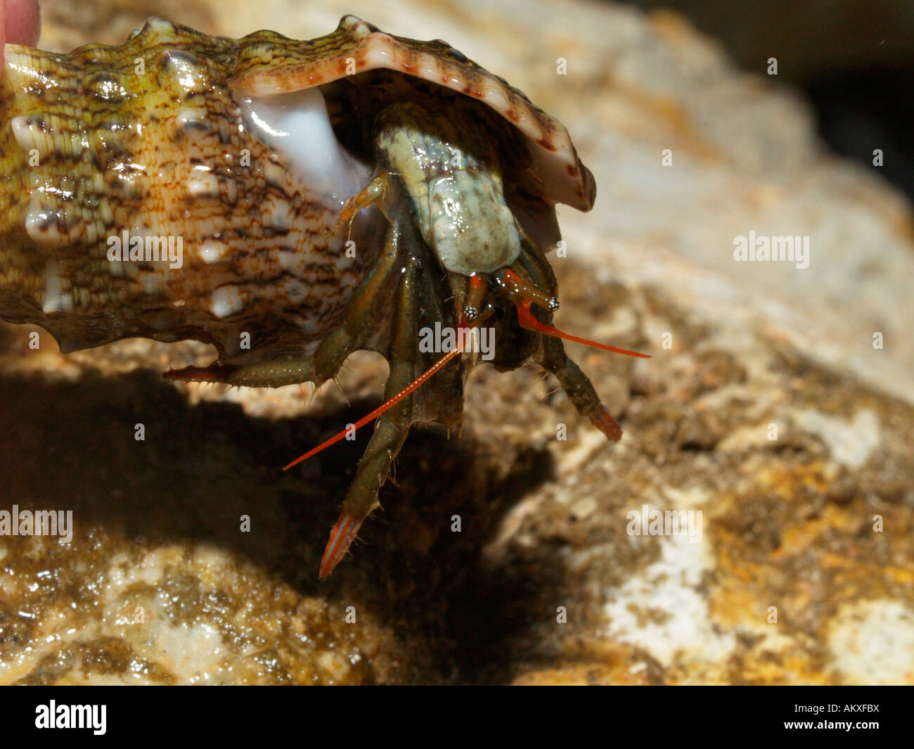 Hermit crab pagurus sp hi-res stock photography and images - Alamy