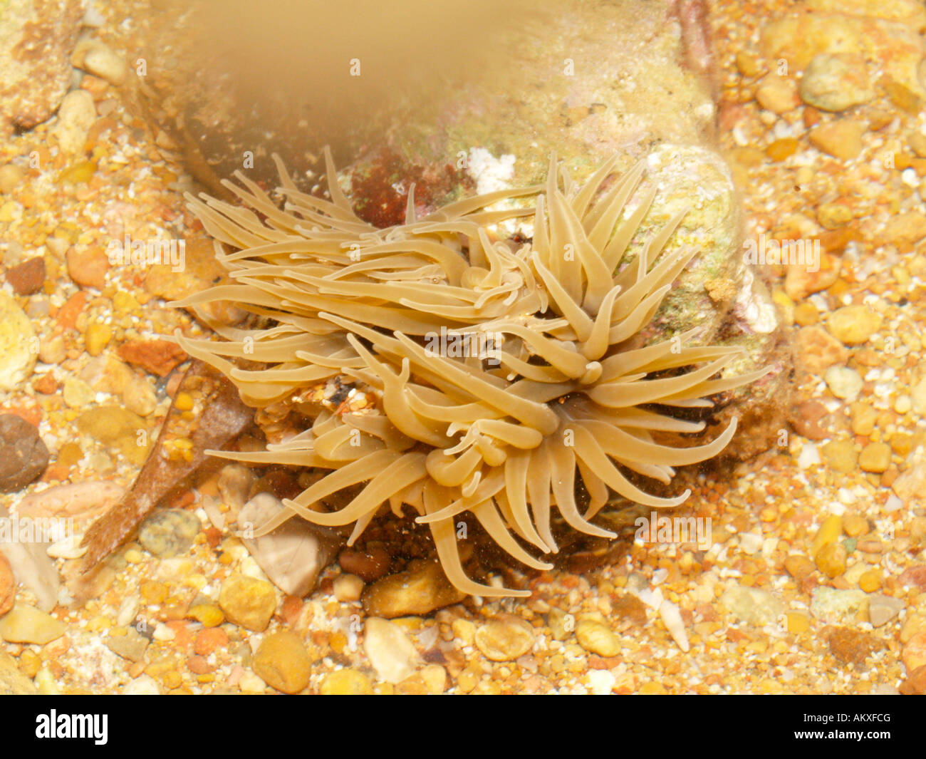 Actinia equina hi-res stock photography and images - Alamy