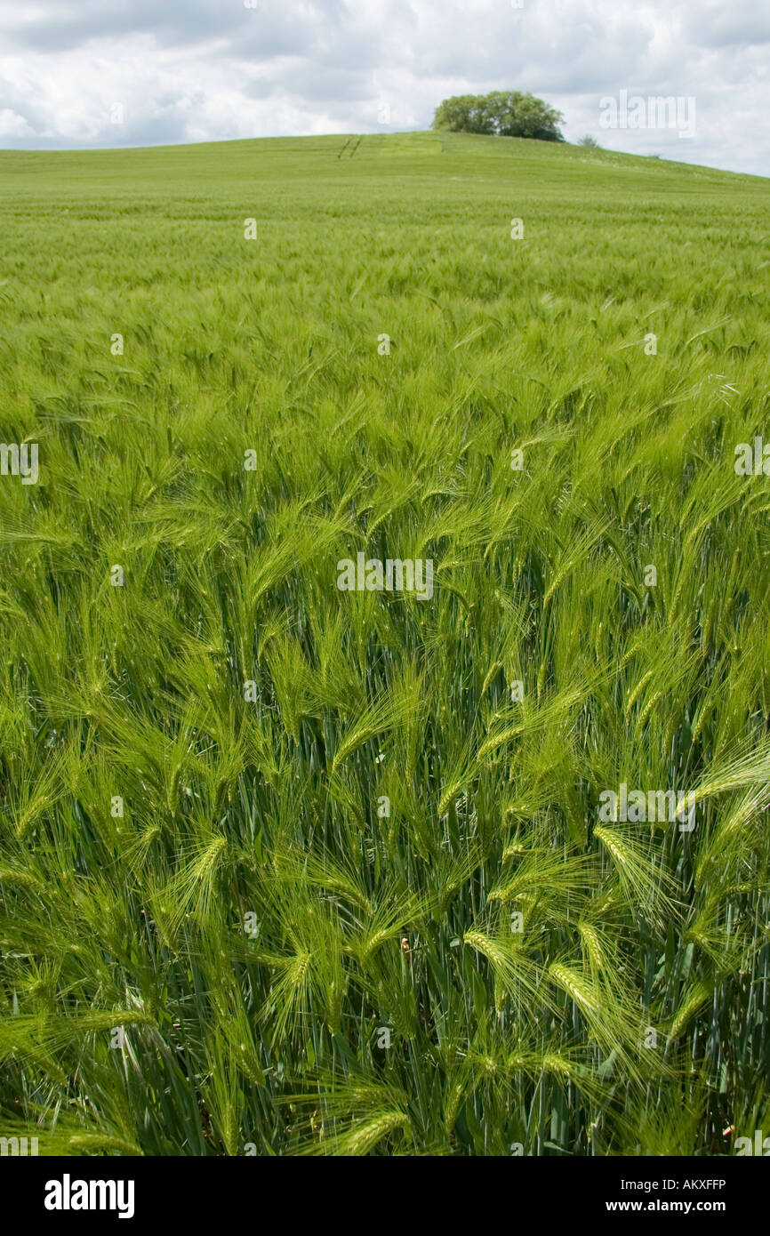 Gruen grain hi-res stock photography and images - Alamy