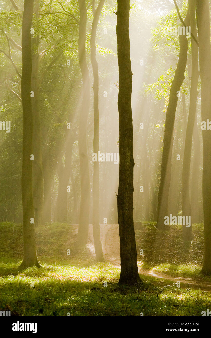 Sunray in forest, symbol Stock Photo - Alamy