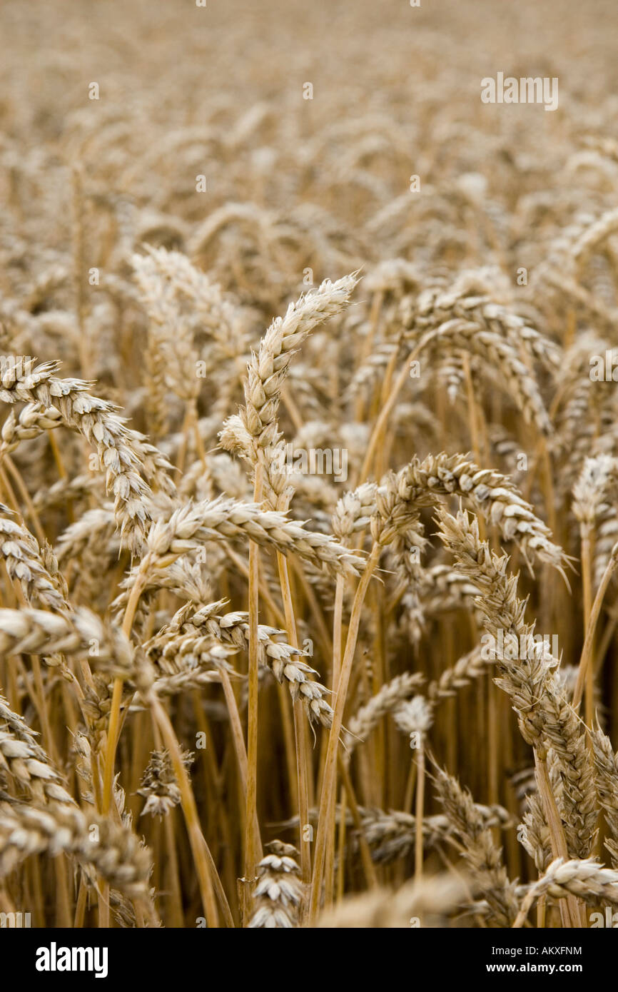 Getreideaehre hi-res stock photography and images - Alamy