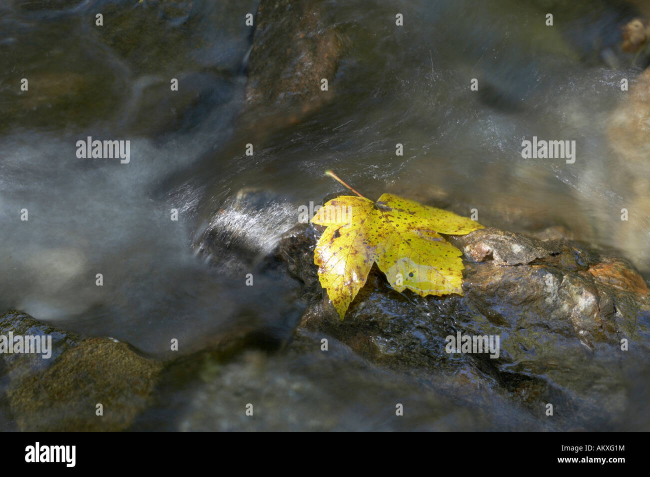 Streams maple leaves in hi-res stock photography and images - Alamy