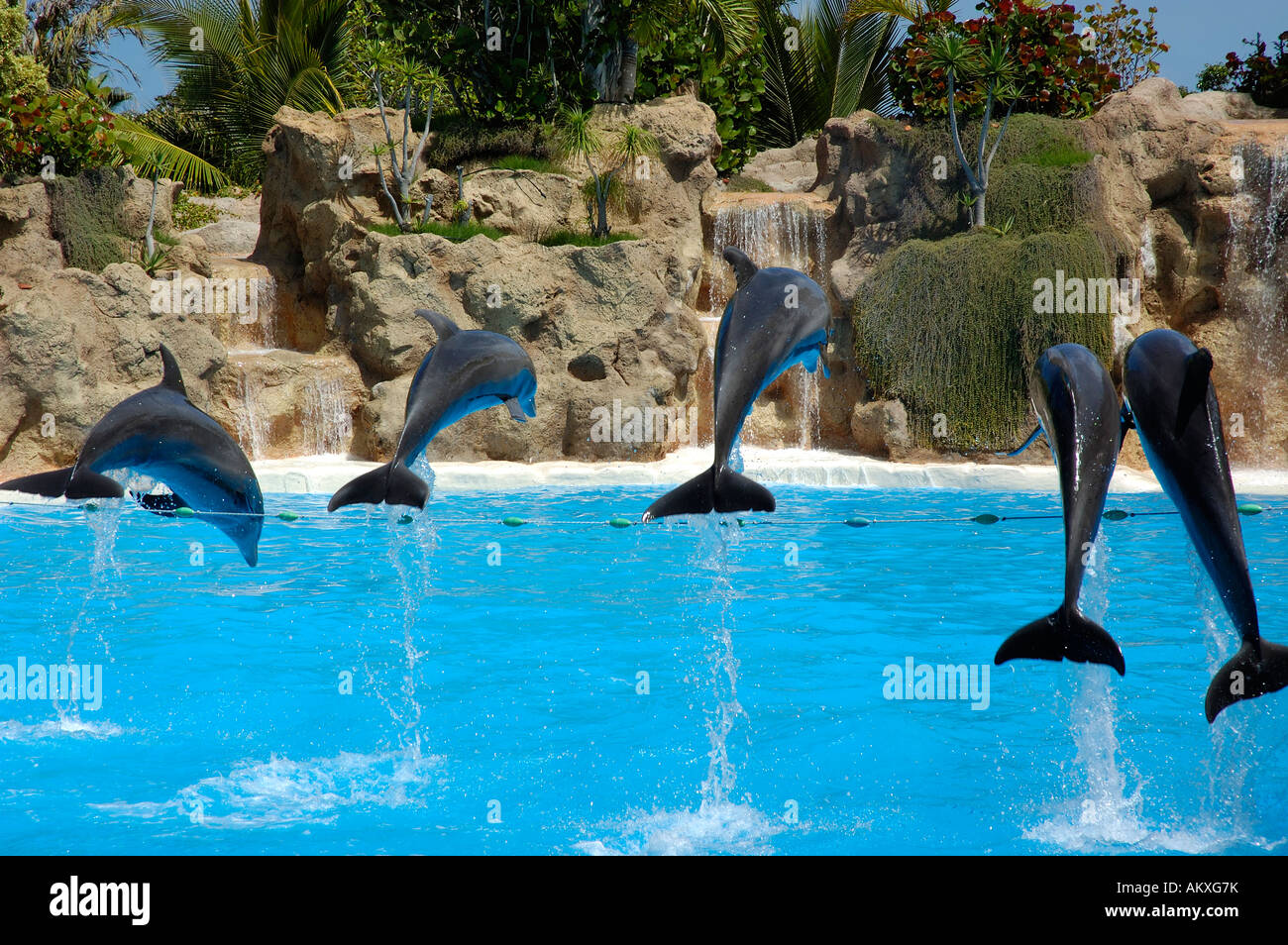 Dolphin show, Loro parque, Tenerife, Canary islands Stock Photo - Alamy