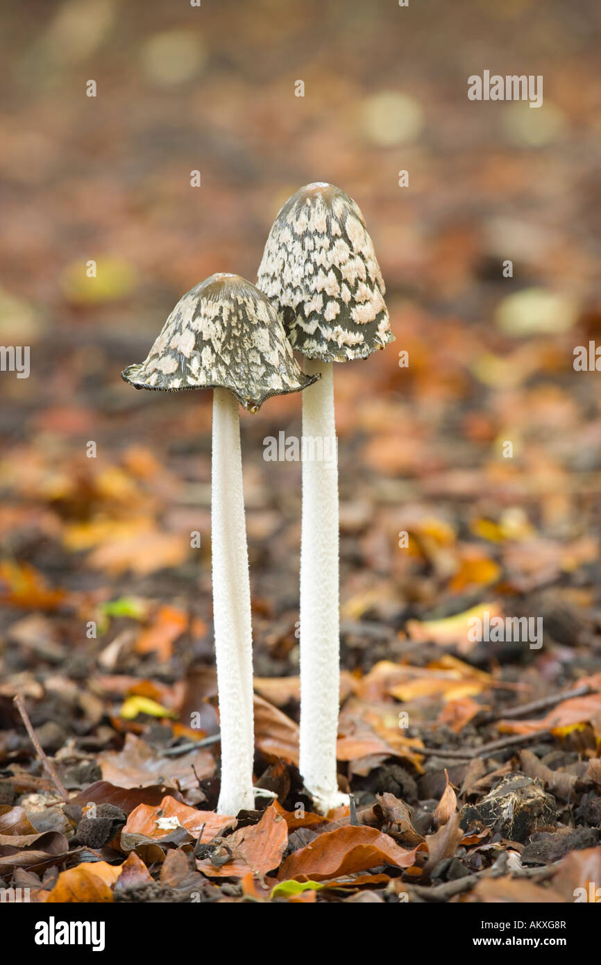 Magpie Ink Cap High Resolution Stock Photography and Images - Alamy