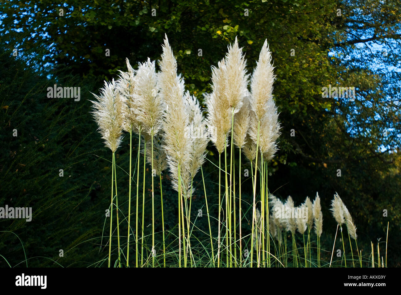 Schilfgras pflanzen hi-res stock photography and images - Alamy