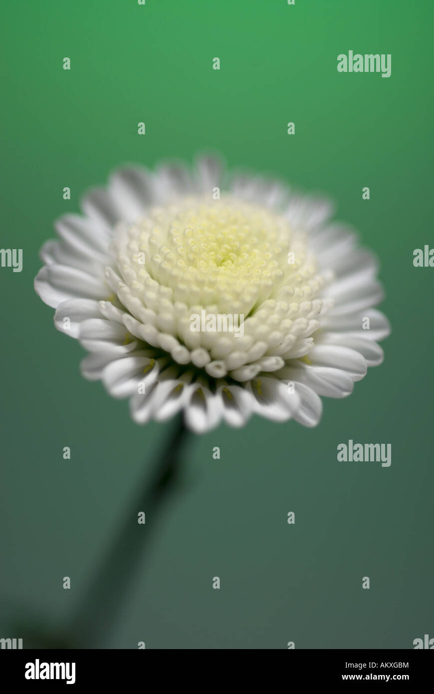 Close up of a Flower Stock Photo - Alamy